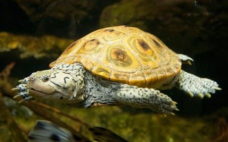 River Terrapin Breeding Centre - Visit Perak