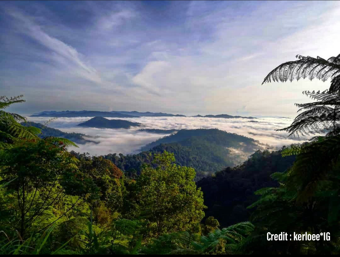 Royal Belum Rainforest