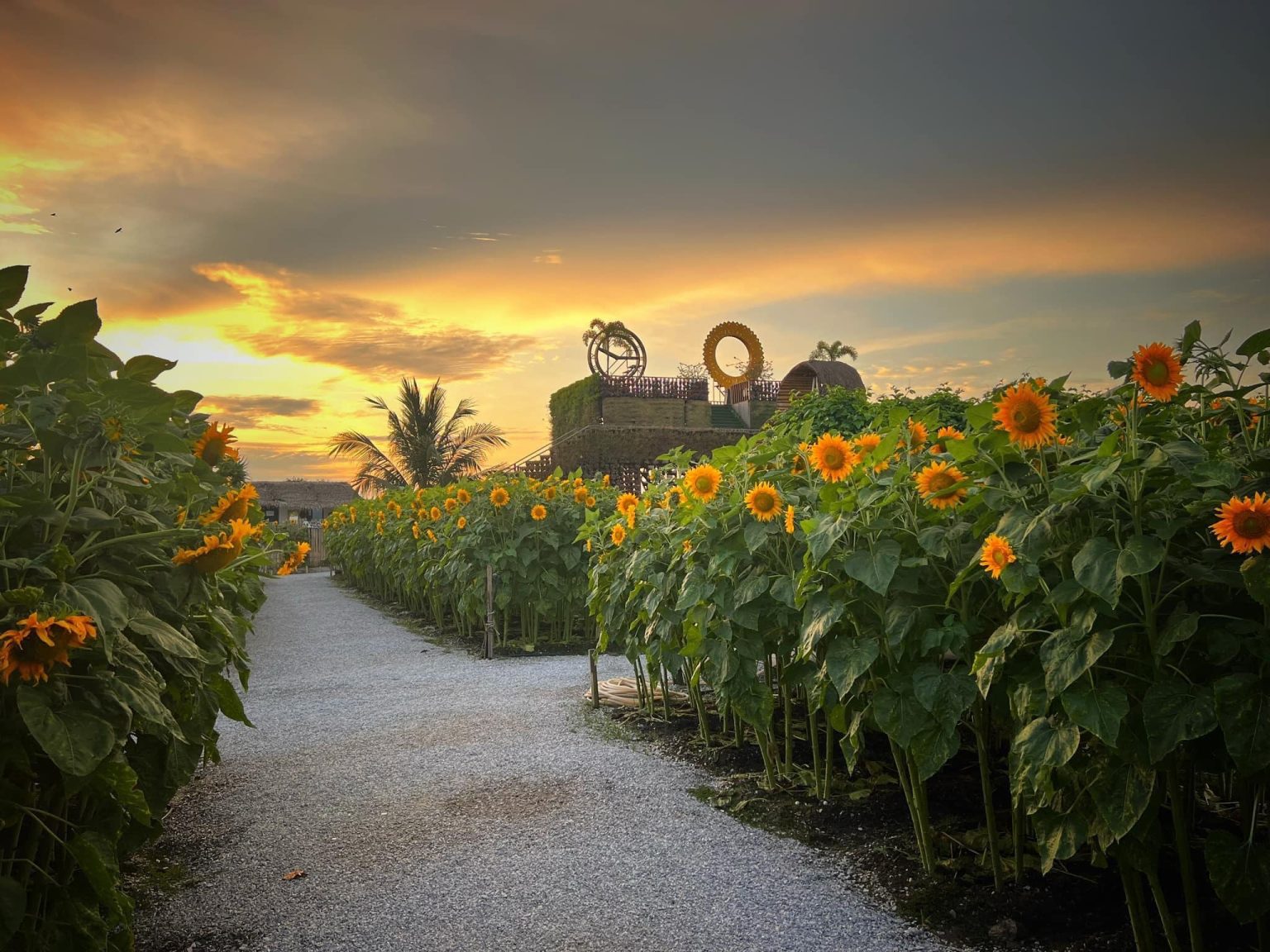 Sunflower Garden - Visit Perak